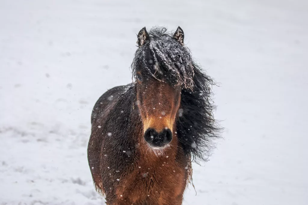 RSPCA Urges Winter Pet Safety as Snow and Ice Warnings Hit the UK ...